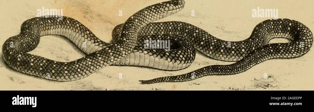 . The Annals and magazine of natural history; zoology, botany, and ...