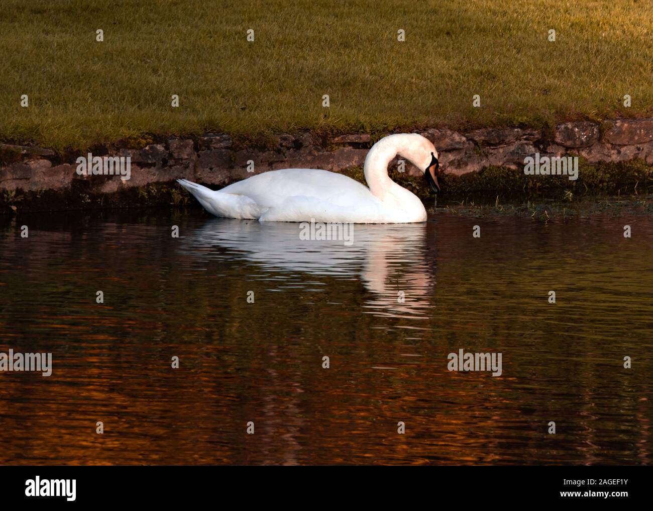 Lonely white swan swimming in the lake reflecting on the water surface ...