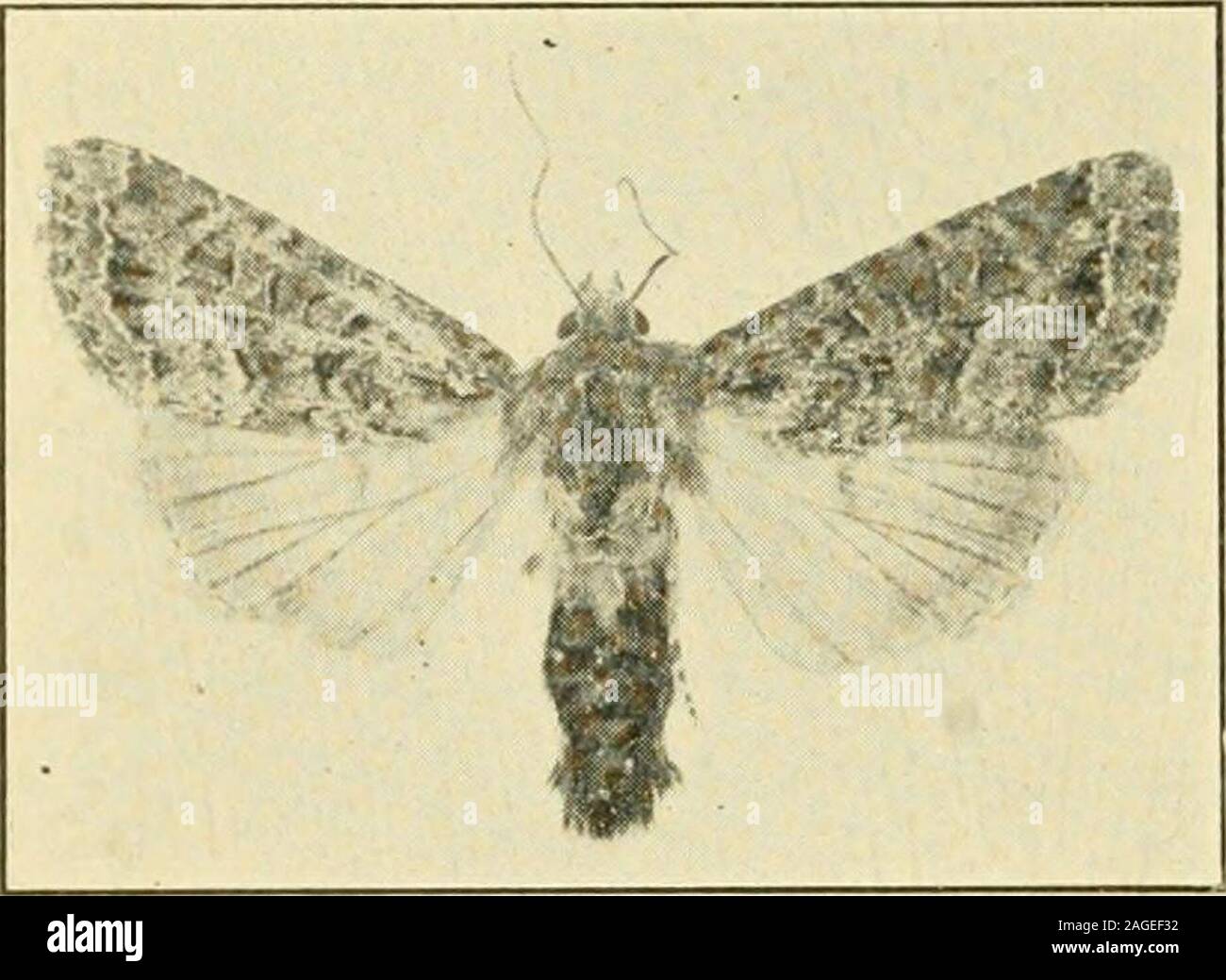 Translucent caterpillar hi-res stock photography and images - Alamy