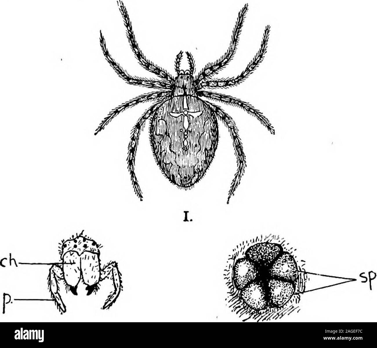 Pider Black and White Stock Photos & Images - Alamy