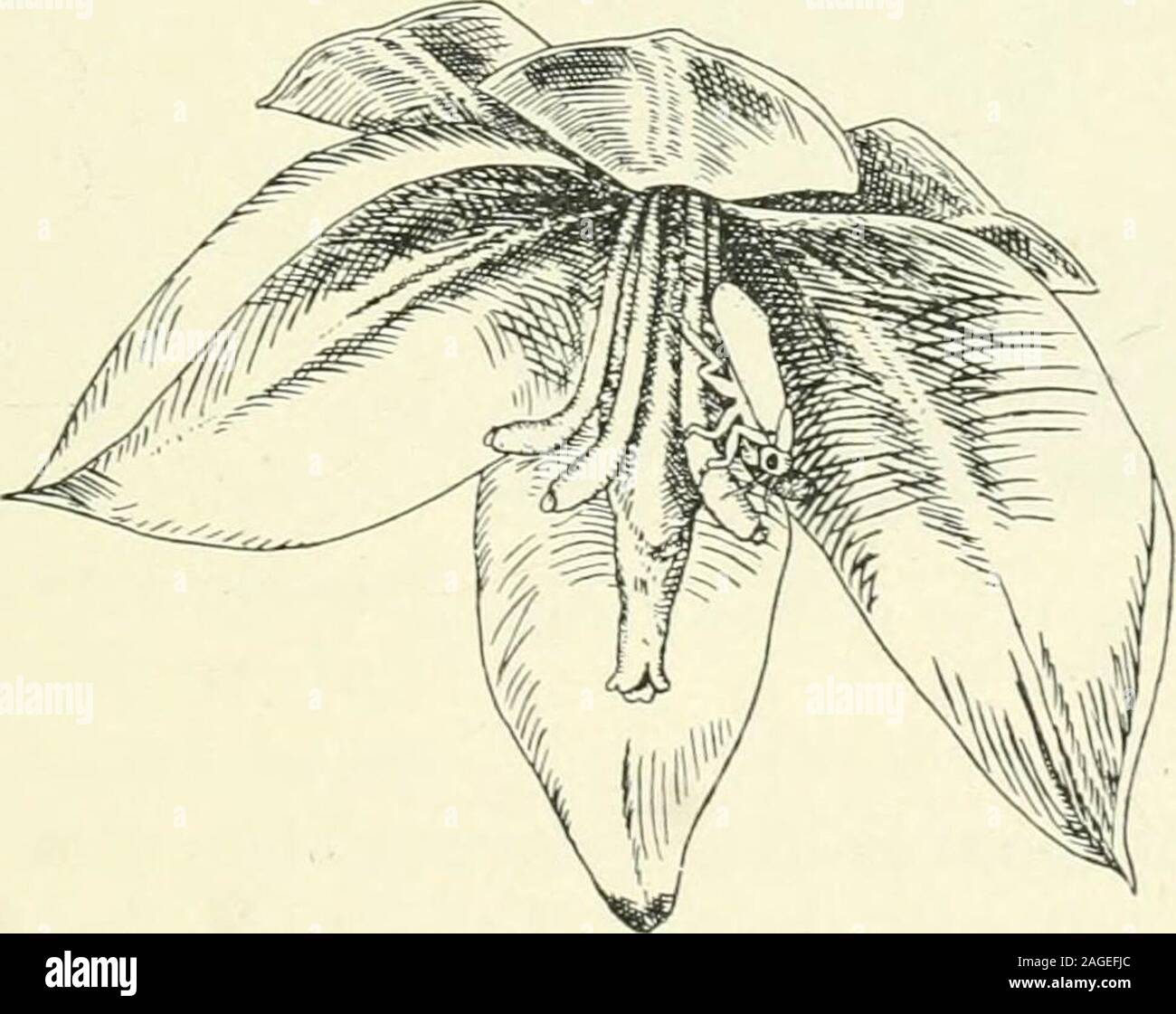 Yucca moth yucca flower hi-res stock photography and images - Alamy