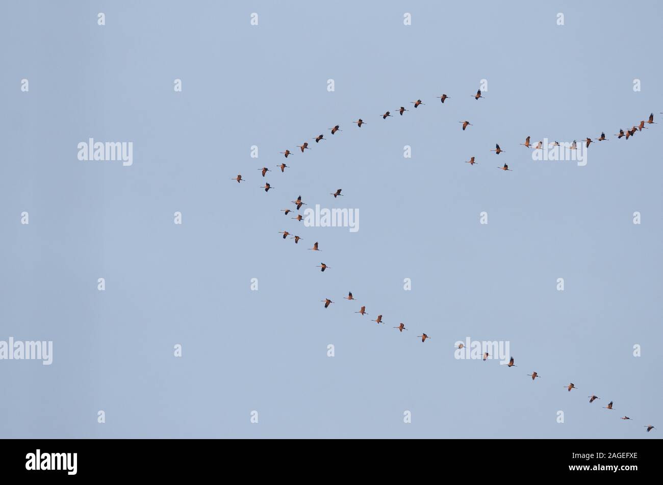 Beautiful shot flock gull hi-res stock photography and images - Alamy