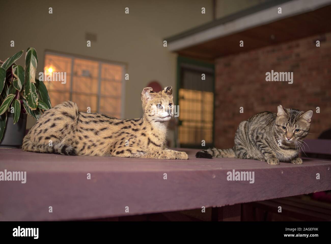 Closeup shot of a wild cat laying on the table near a cat Stock Photo ...