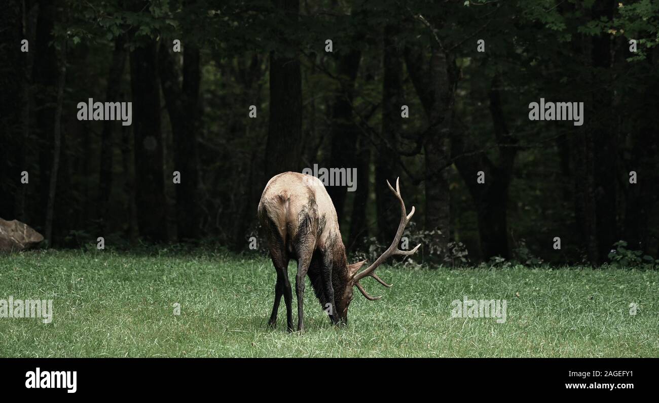 Elk face off hi-res stock photography and images - Alamy