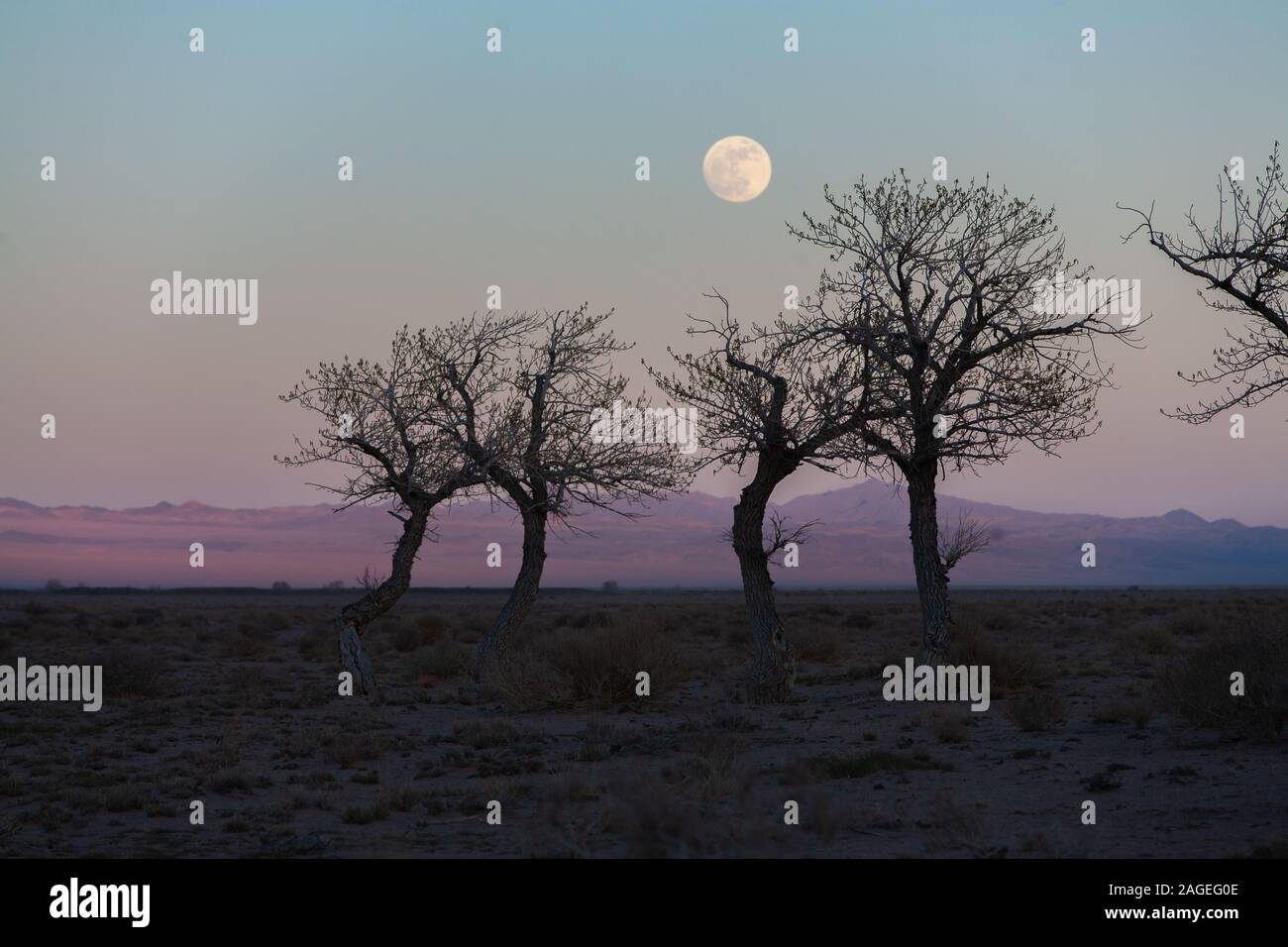 trees in a nature of western Mongolia in the evening Stock Photo - Alamy