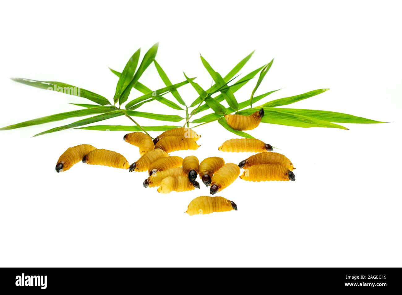 Red palm weevil larvae on bamboo leaves background Stock Photo - Alamy