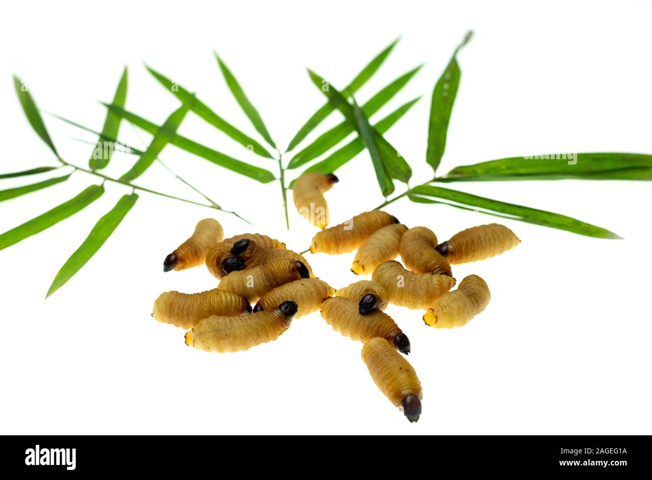 Red palm weevil larvae on bamboo leaves background Stock Photo - Alamy