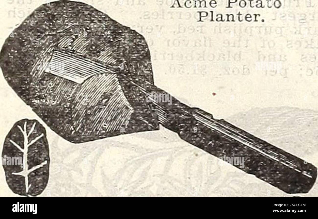 Seedpotato hi-res stock photography and images - Alamy