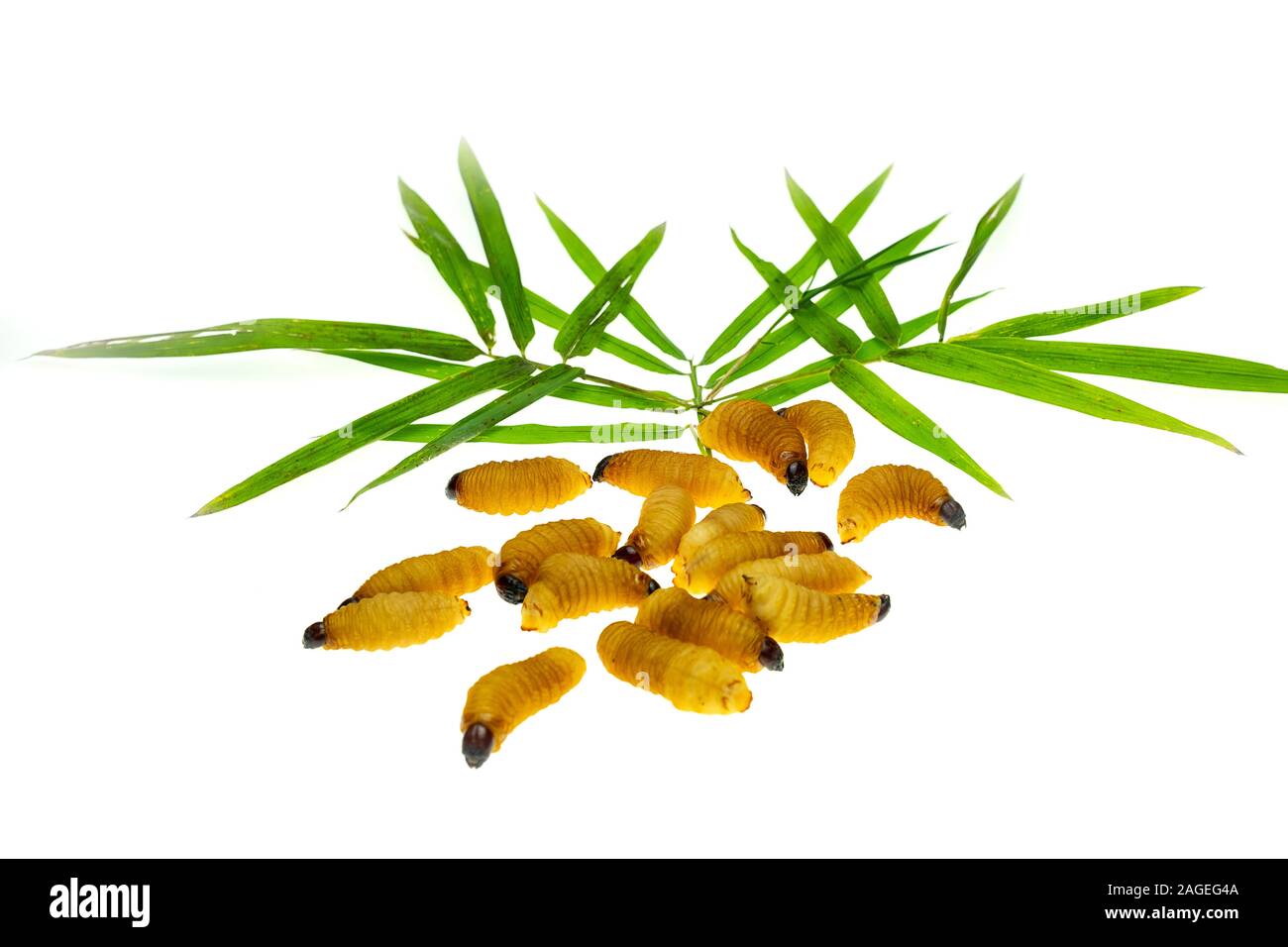 Palm weevil larvae hi-res stock photography and images - Alamy