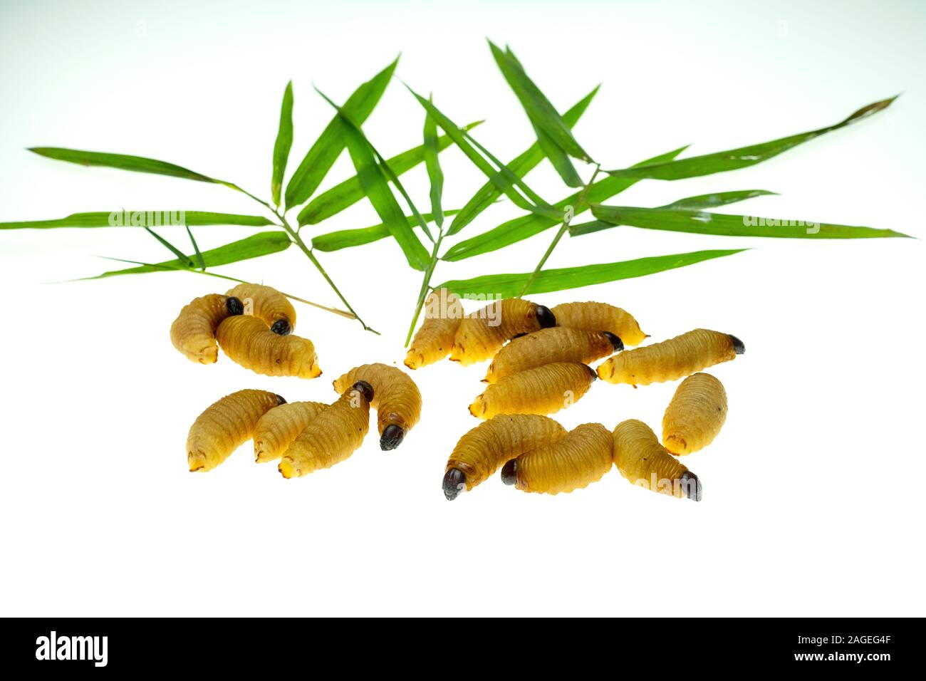 Palm weevil larvae hi-res stock photography and images - Alamy