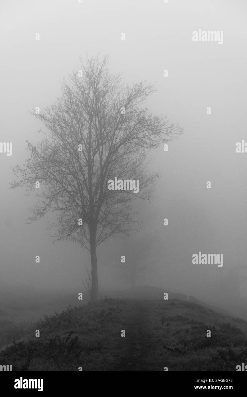 Moist trees Black and White Stock Photos & Images - Alamy