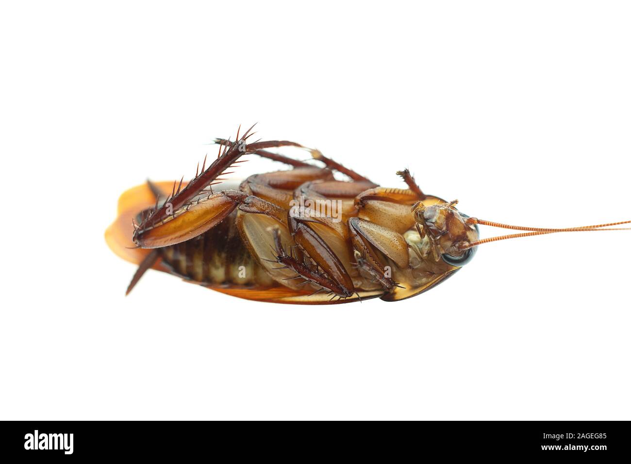 Macro top view a dead cockroach on isolated white background Stock ...