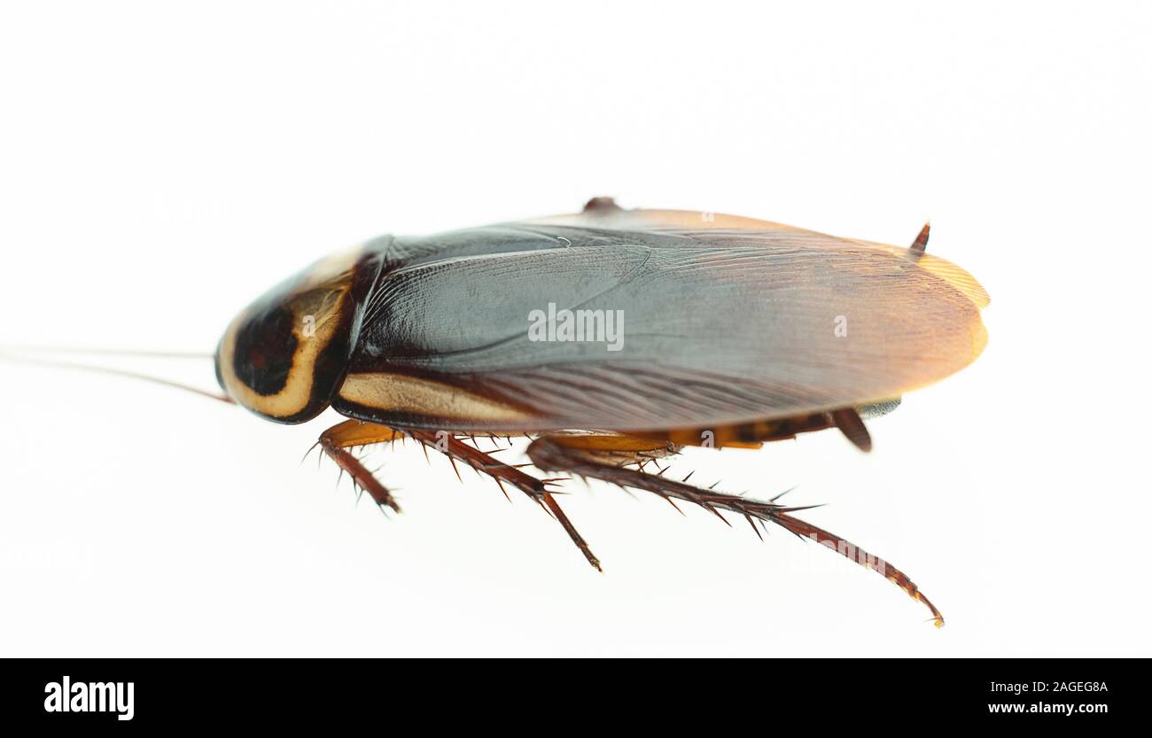 Macro top view a dead cockroach on isolated white background Stock ...