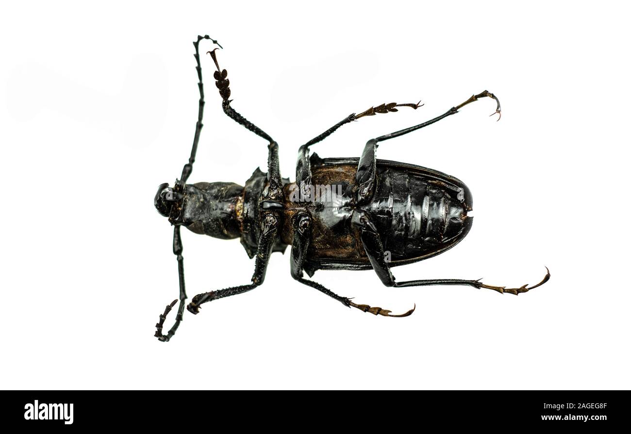 Morimus asper funereus on white background Stock Photo - Alamy