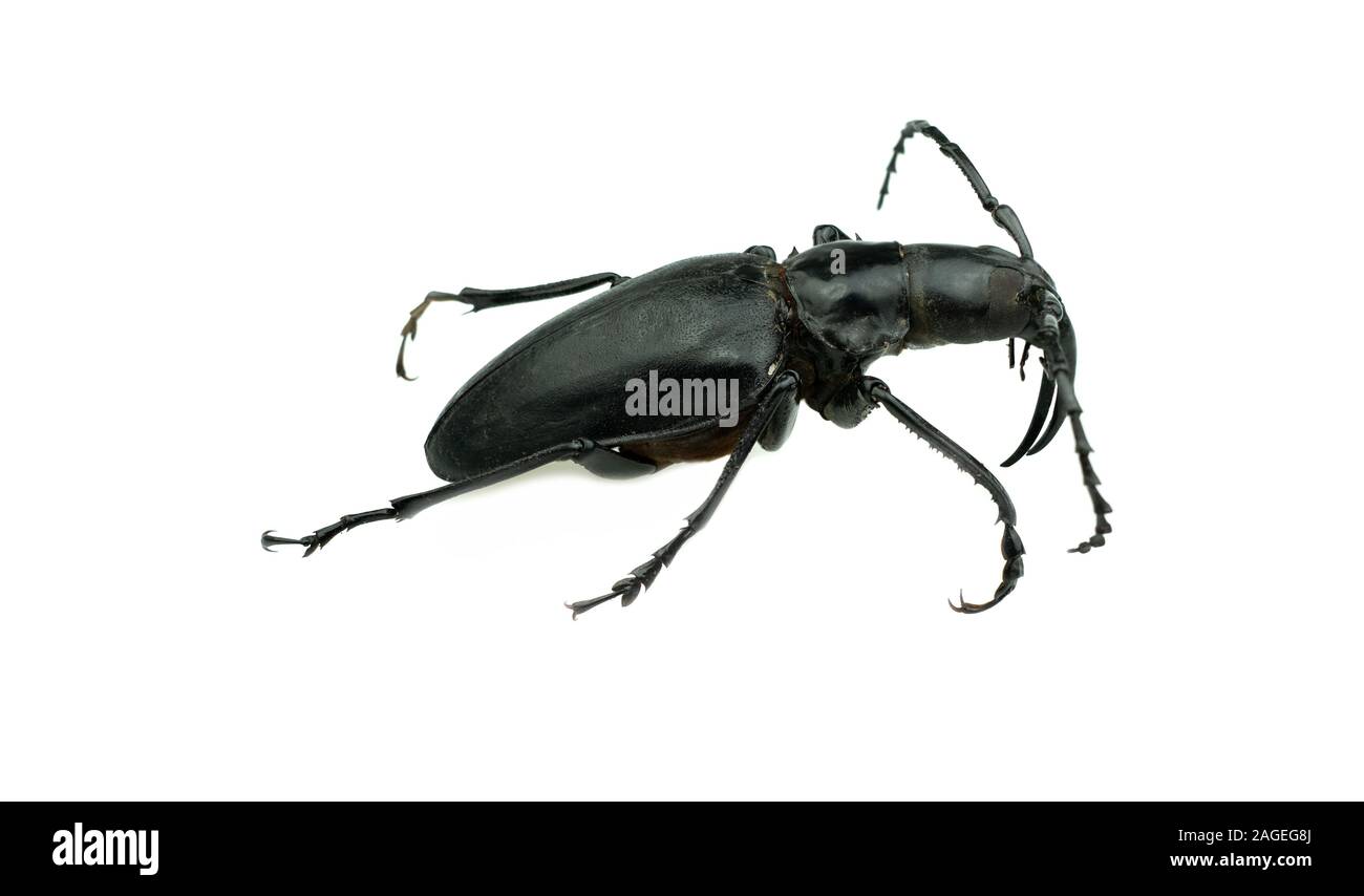 Morimus asper funereus on white background Stock Photo - Alamy