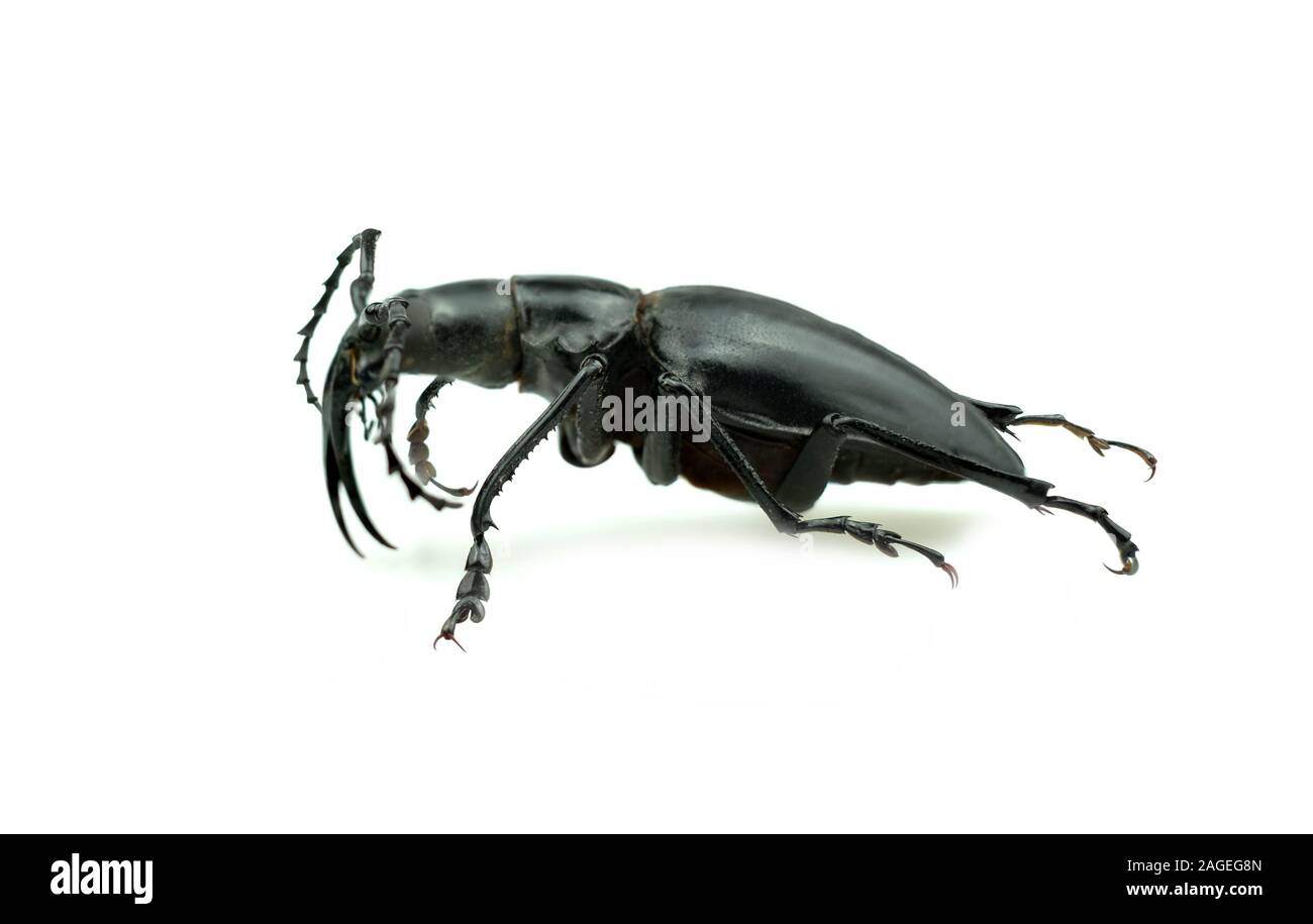 Morimus asper funereus on white background Stock Photo - Alamy