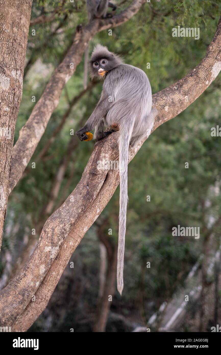Colobinae also gray Langur eating fruit long tailed monkey on the tree ...