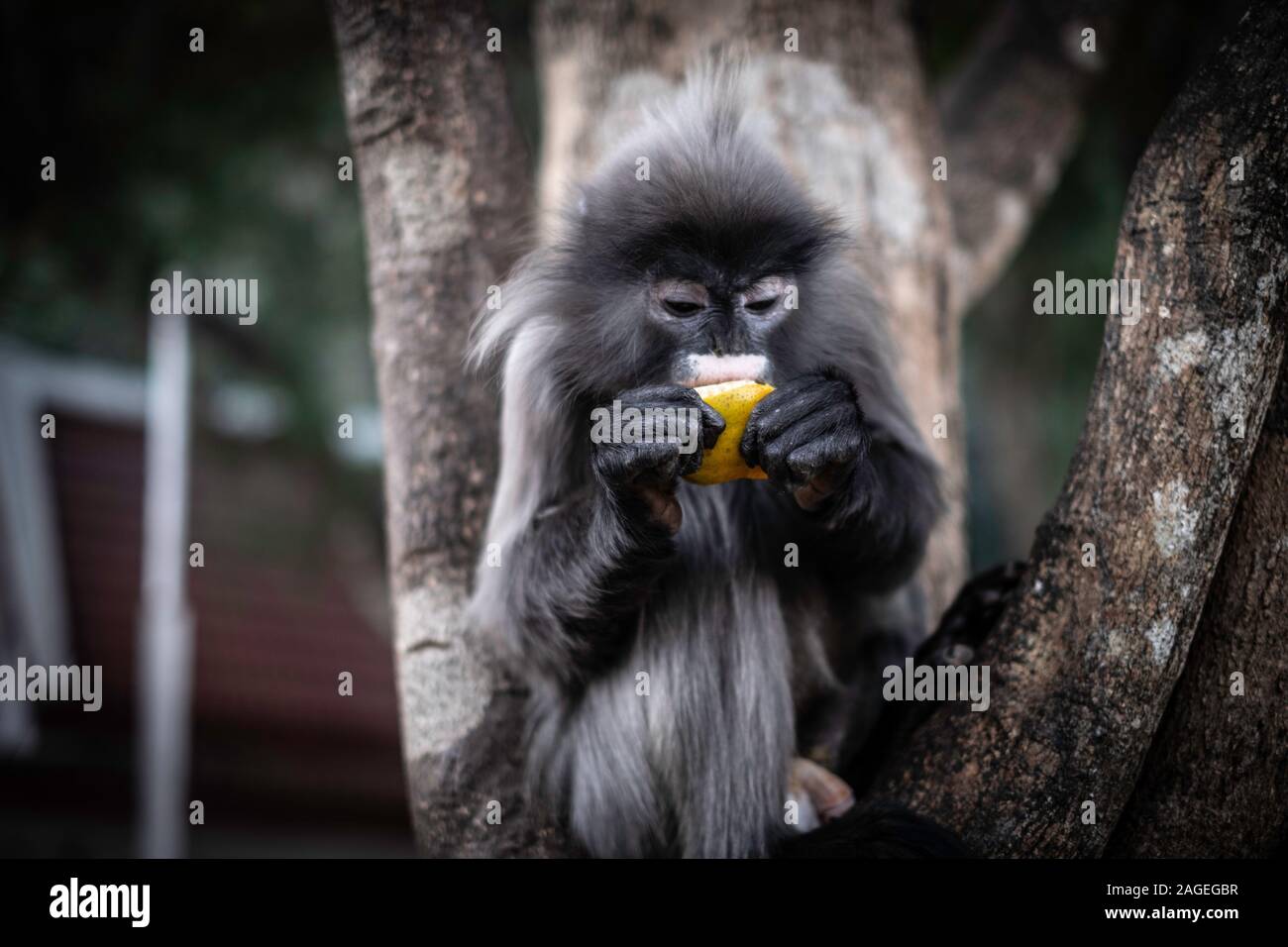 Colobinae also gray Langur eating fruit long tailed monkey on the tree ...