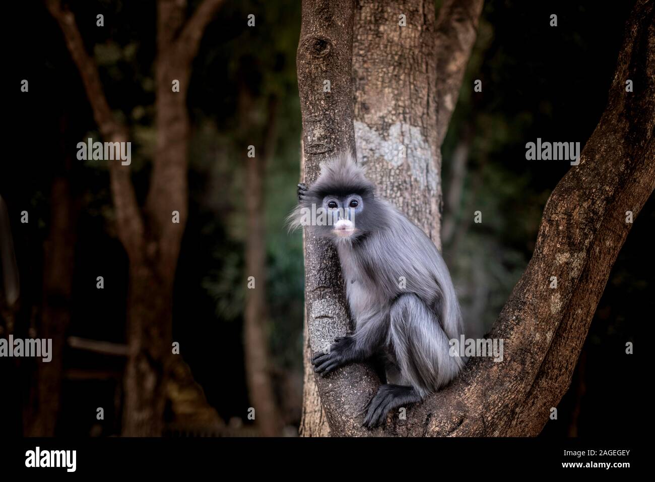 Colobinae also gray Langur long tailed monkey on the tree Stock Photo ...