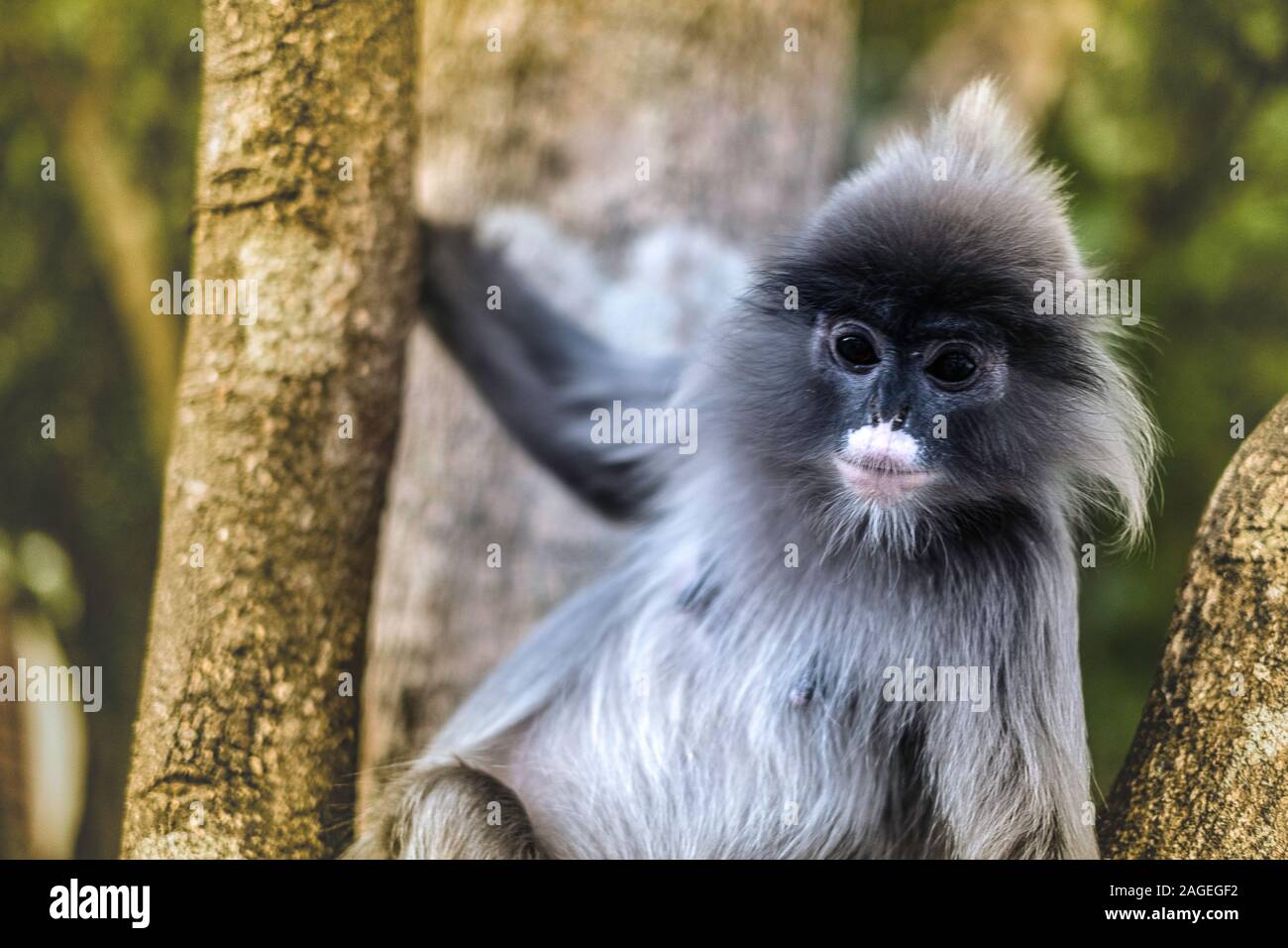 Black long tailed monkeys hi-res stock photography and images - Alamy