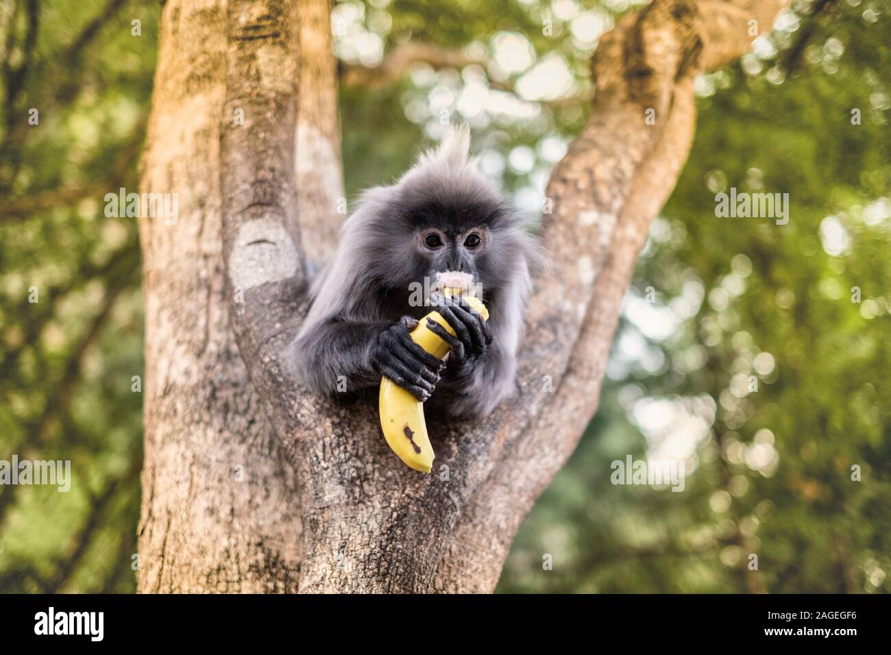 Colobinae also gray Langur eating fruit long tailed monkey on the tree ...