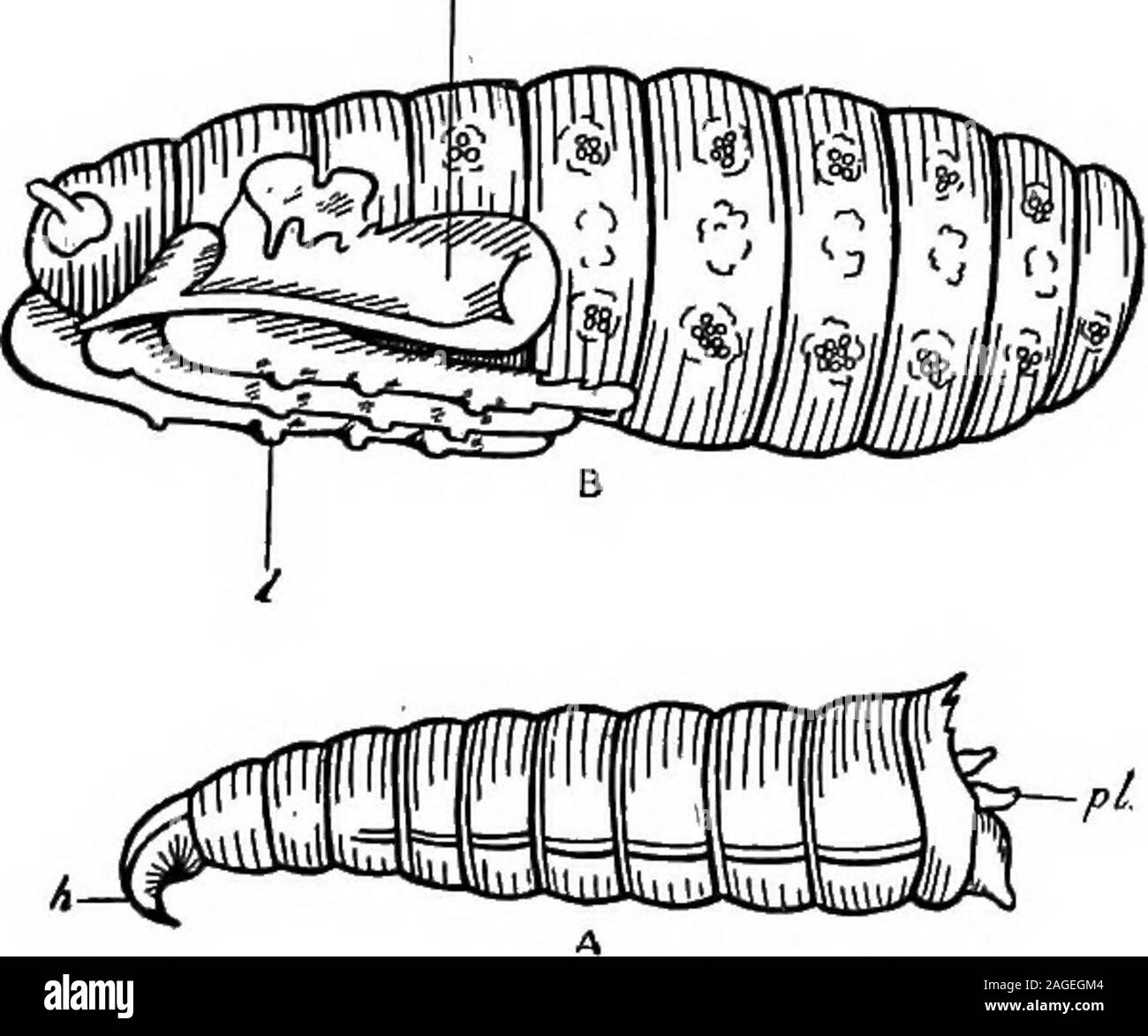 . Outlines of zoology. cruciform, e.g. the caterpillars of Lepidoptera ...