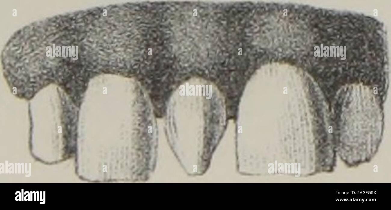 . The anatomy, physiology and pathology of the human teeth : with the ...