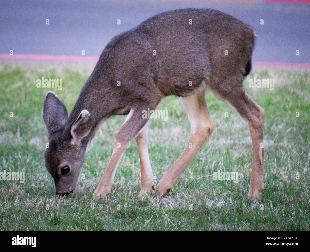 Closeup of a brown baby deer in a field eating grass with a blurry ...