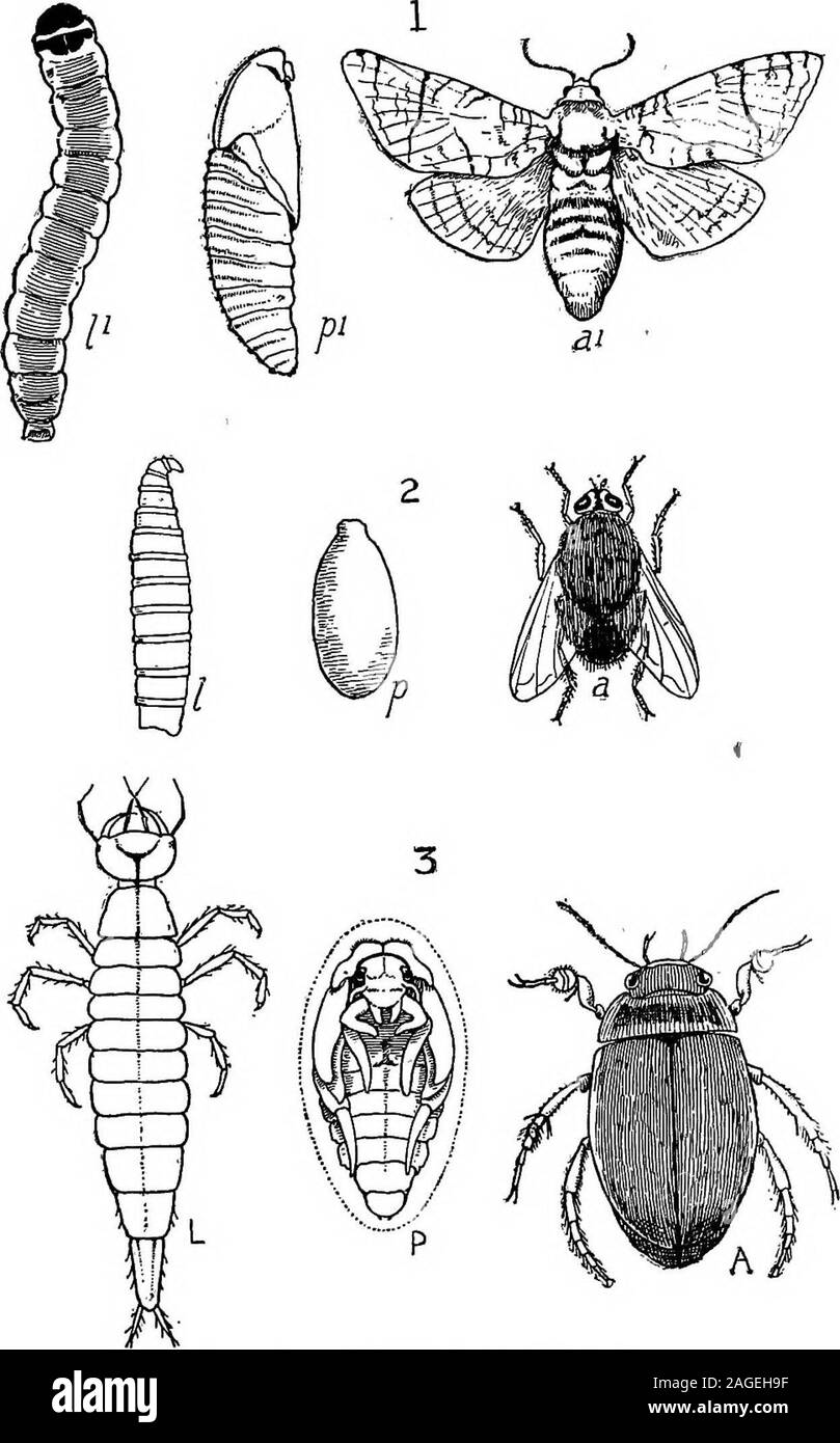 Burrowing insects Black and White Stock Photos & Images - Alamy