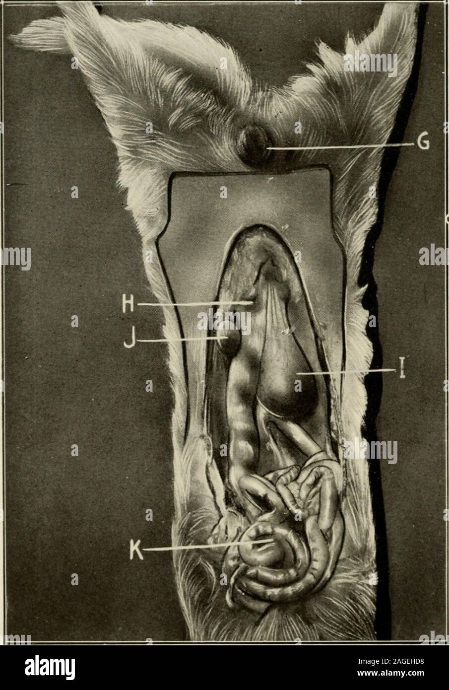. Animal castration : a book for the use of students and practitioners ...