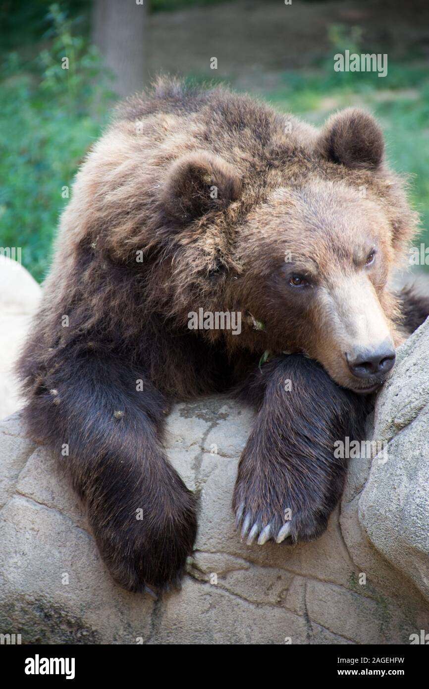 Vertical shot of a grizzly bear laying on a rock Stock Photo - Alamy