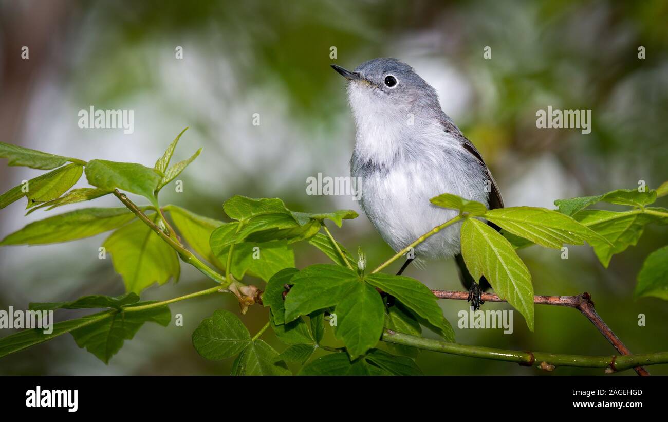 Grey gnatcatcher hi-res stock photography and images - Alamy