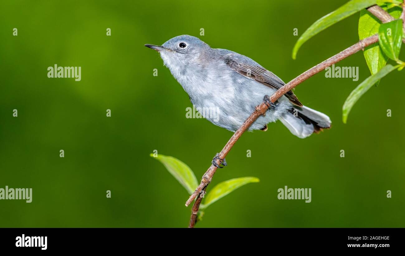 Grey gnatcatcher hi-res stock photography and images - Alamy