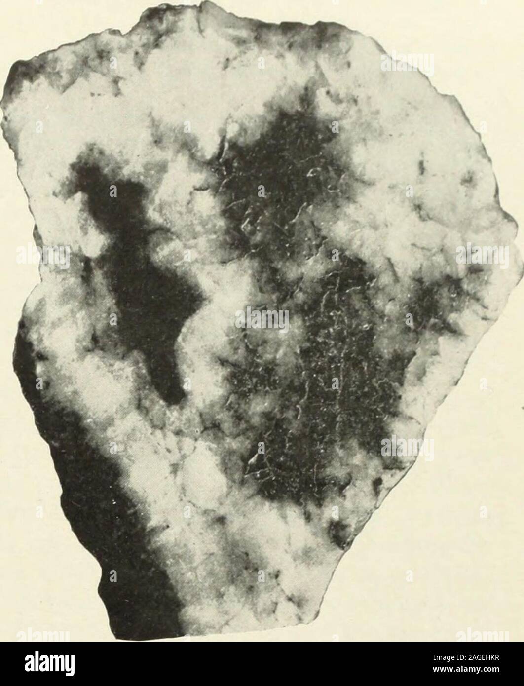 . The ore deposits of Utah. V. PHOTOMICROGRAPH SHOWING ROSETTE OF ...