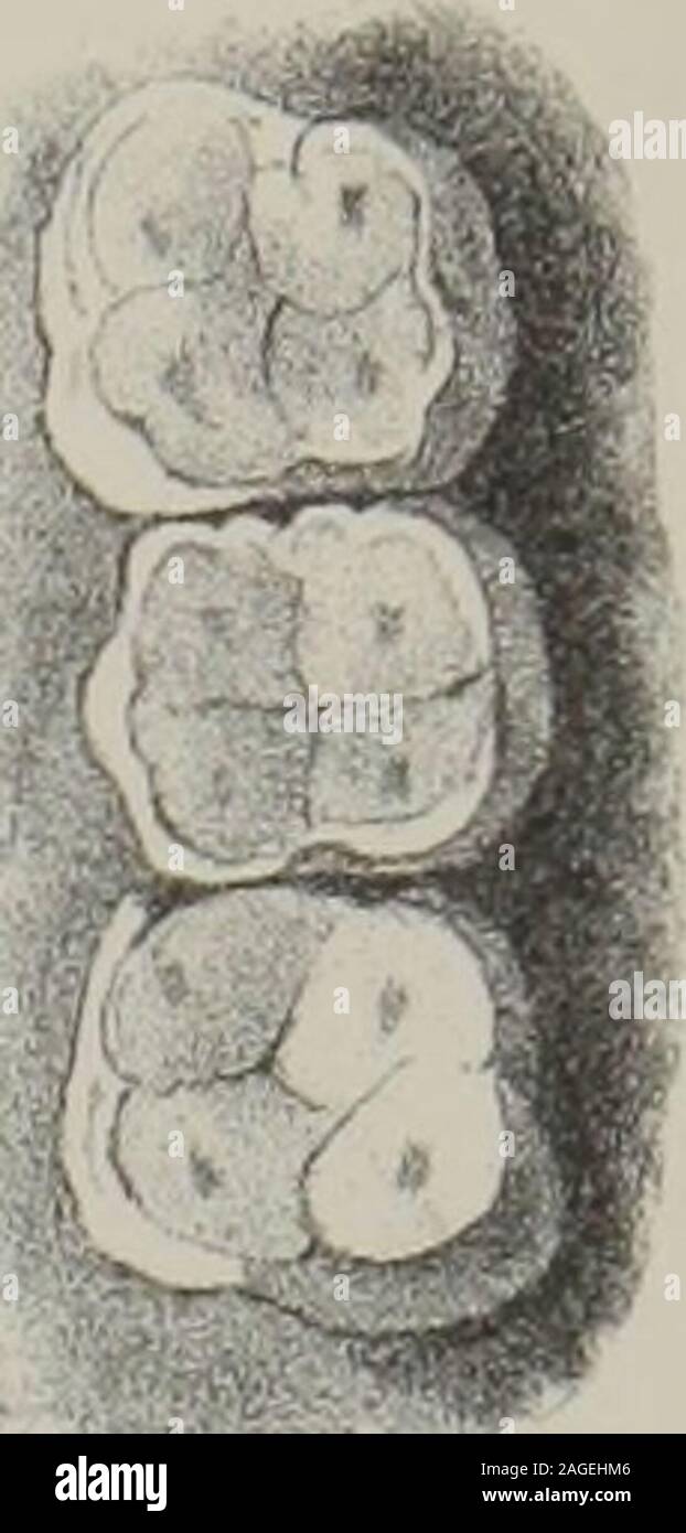 . The anatomy, physiology and pathology of the human teeth : with the ...