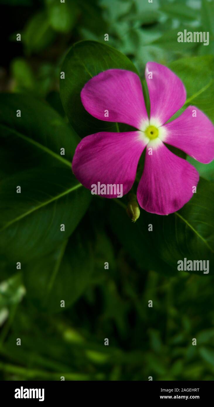 Vertical shot of a beautiful purple flower with green leaves Stock ...
