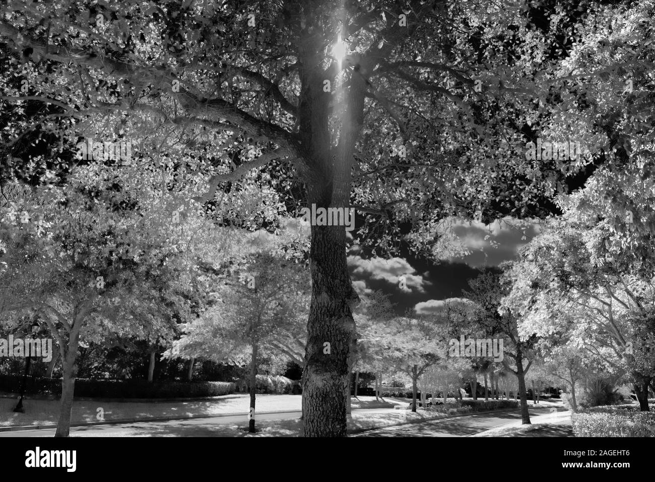 Greyscale landscape of a park covered in trees under sunlight and a ...