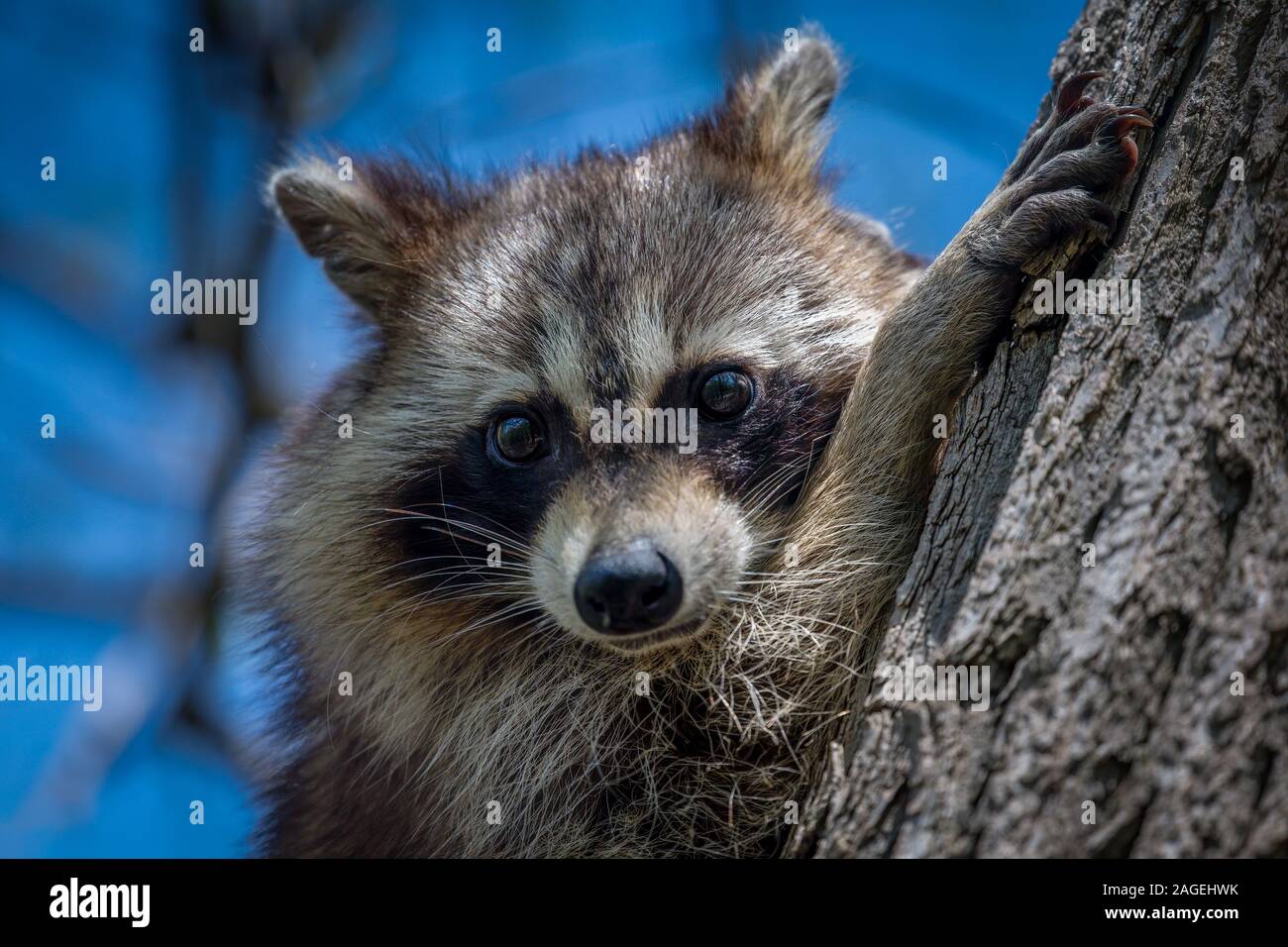 Black raccoon icon hi-res stock photography and images - Alamy