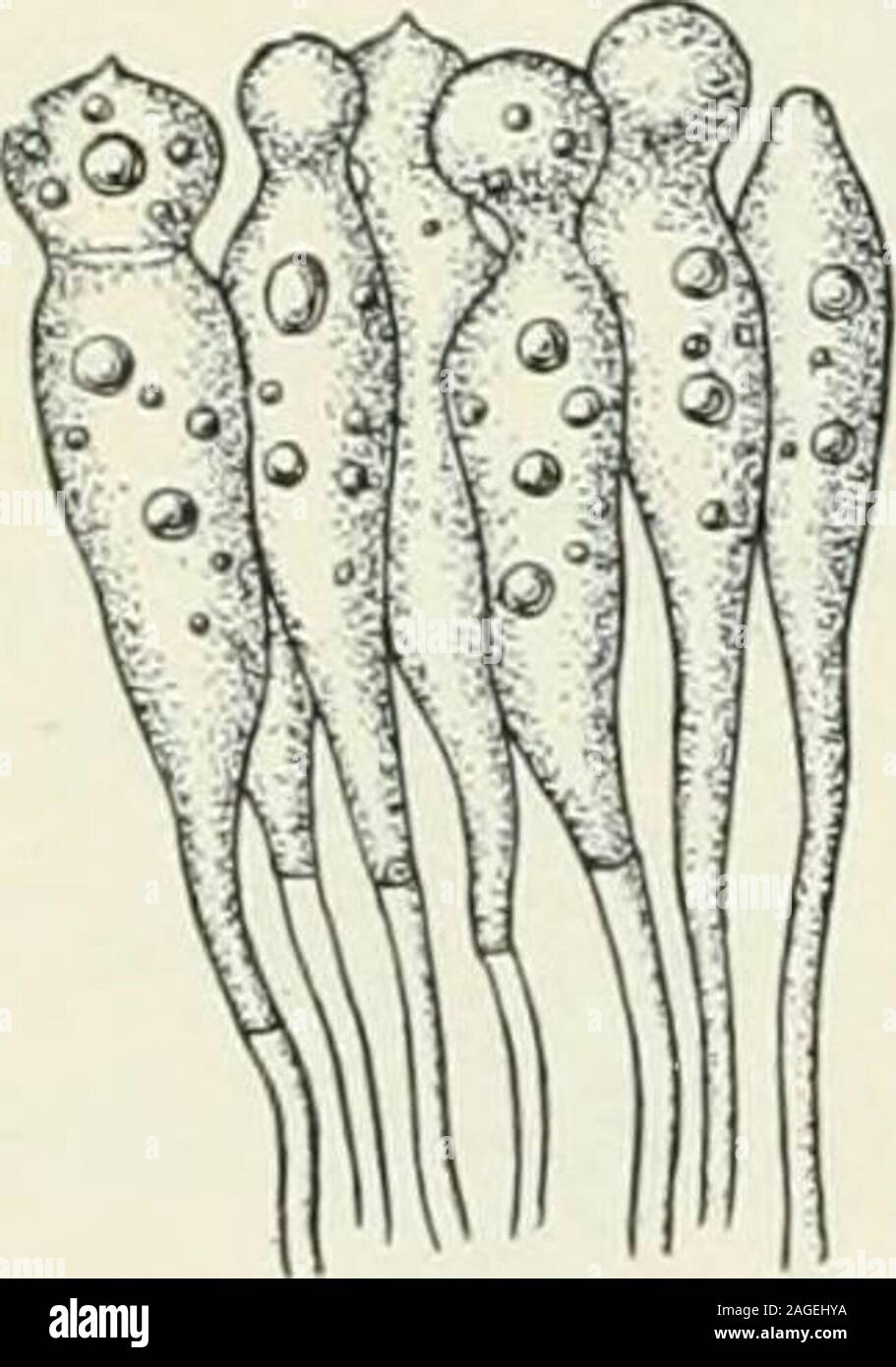 . Entomology : with special reference to its biological and economic ...