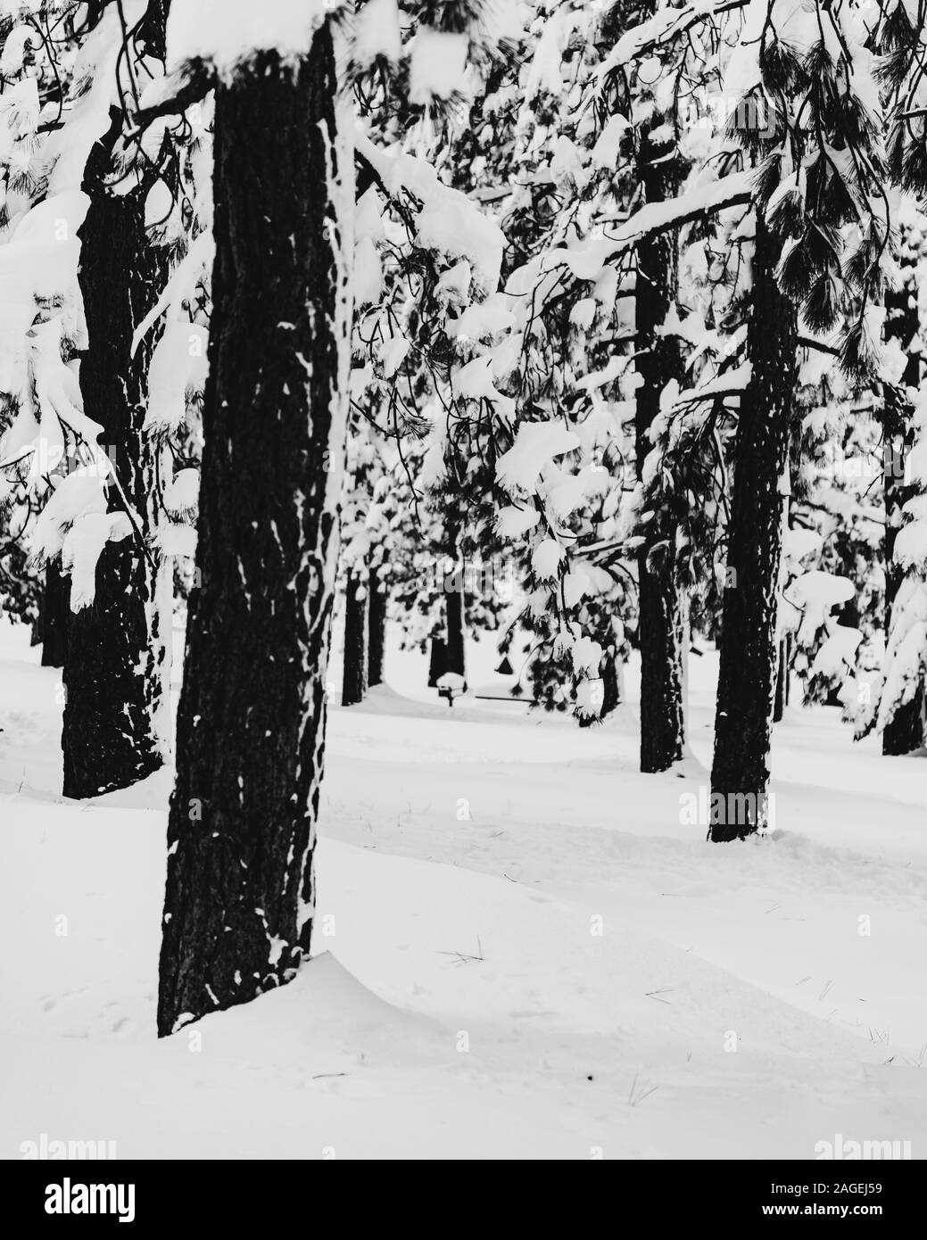 Snow covered mountain with evergreen forest Black and White Stock ...