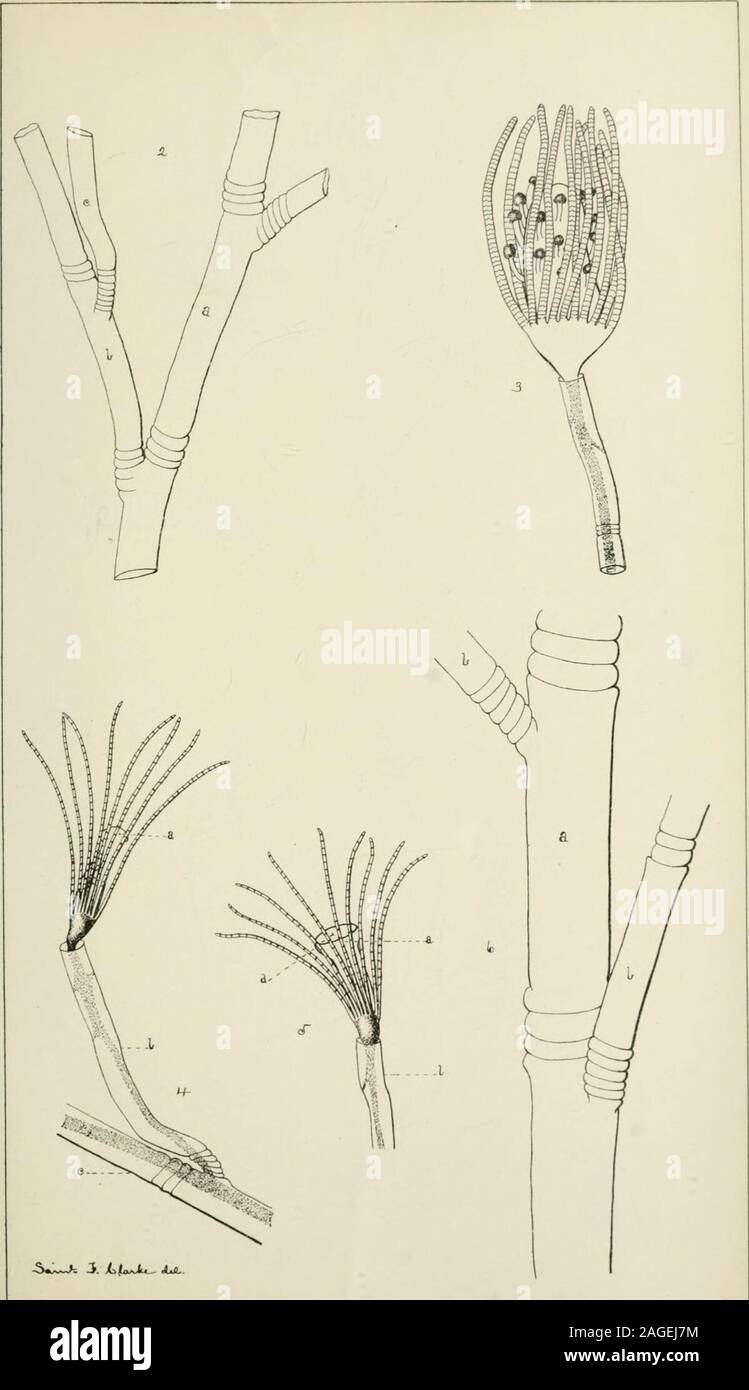 Plumularia hi-res stock photography and images - Alamy
