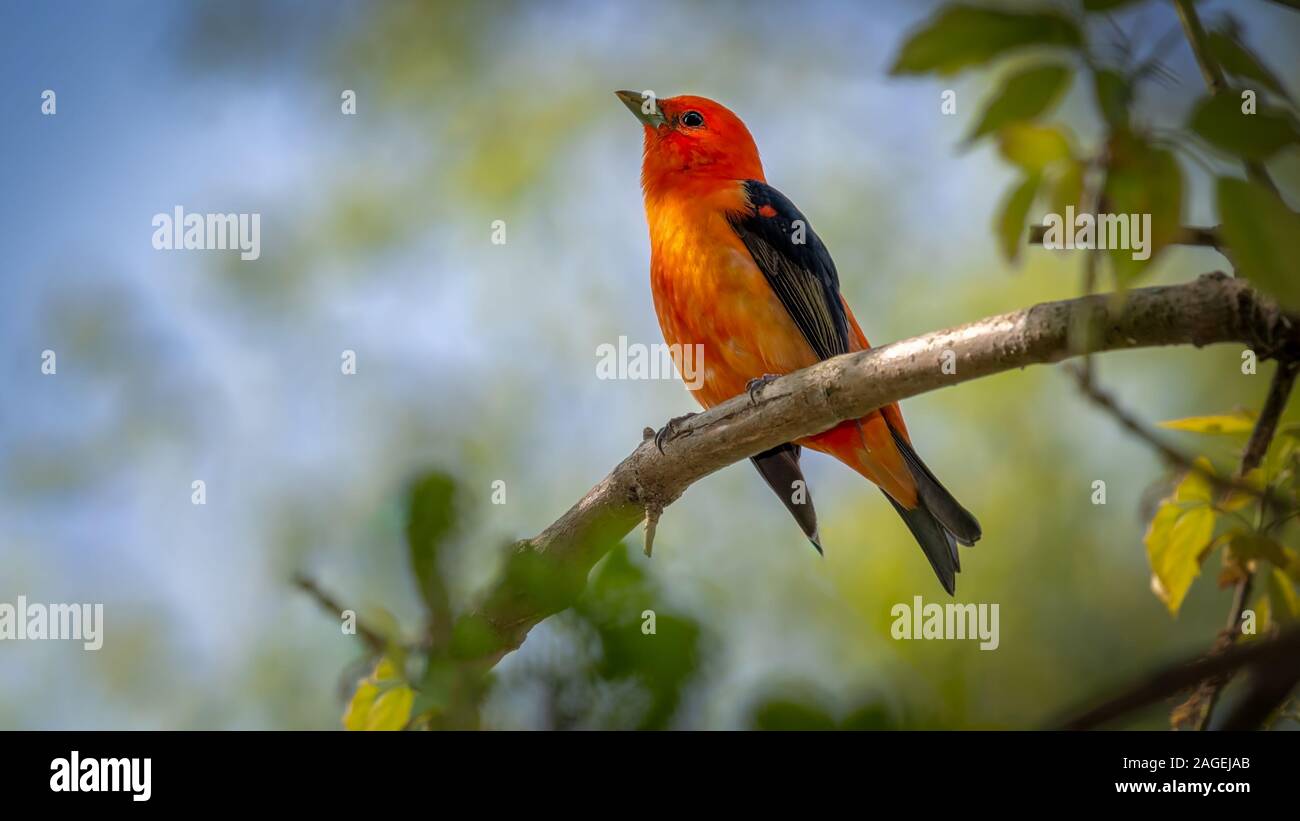 Black tanager hi-res stock photography and images - Alamy