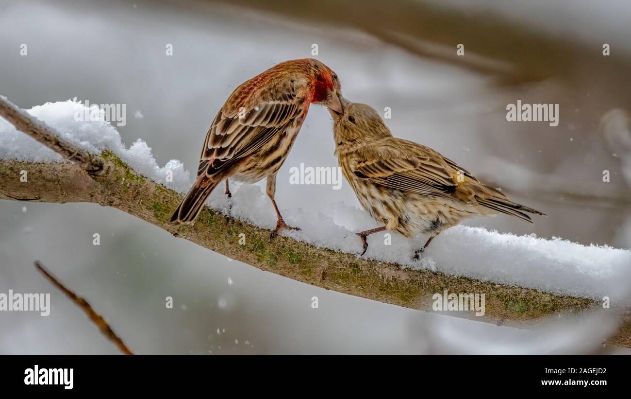 Migrating American Robin High Resolution Stock Photography and Images ...