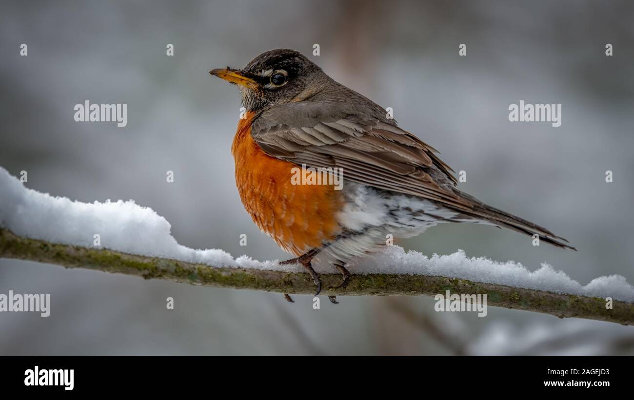 Migrating american robin hi-res stock photography and images - Alamy