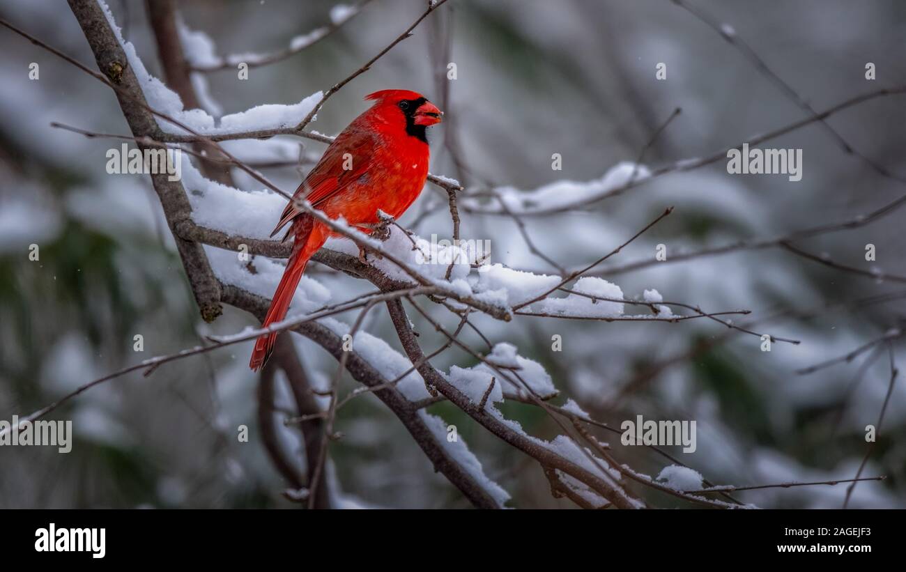 Pair of northern cardinals hi-res stock photography and images - Alamy