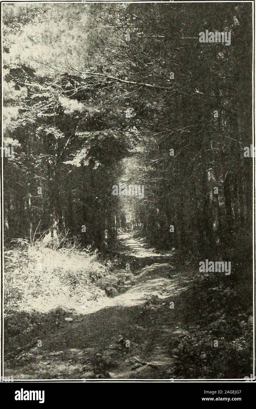 Bowing dear hi-res stock photography and images - Alamy