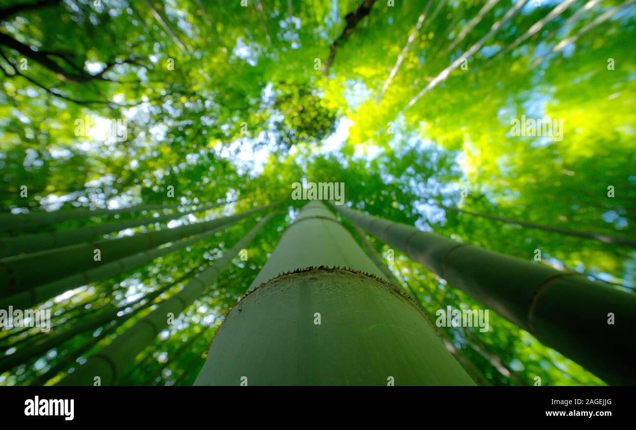 View of canopy of bamboo forest hi-res stock photography and images - Alamy