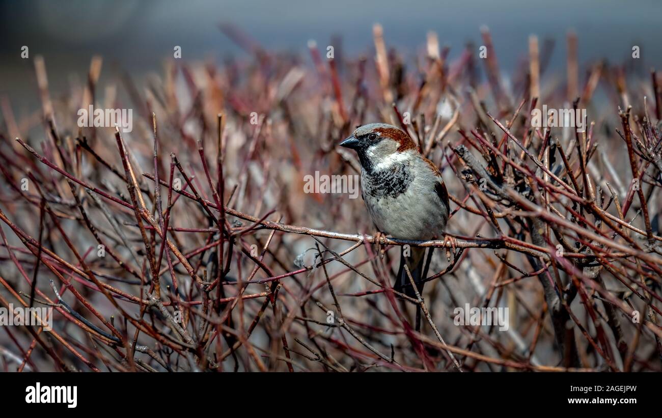 Migrating sparrows hi-res stock photography and images - Alamy