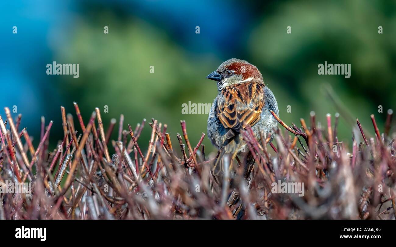 Migrating sparrows hi-res stock photography and images - Alamy