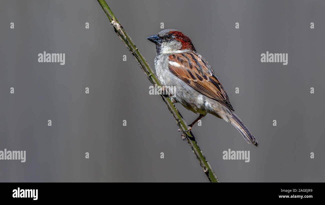 Migrating sparrows hi-res stock photography and images - Alamy